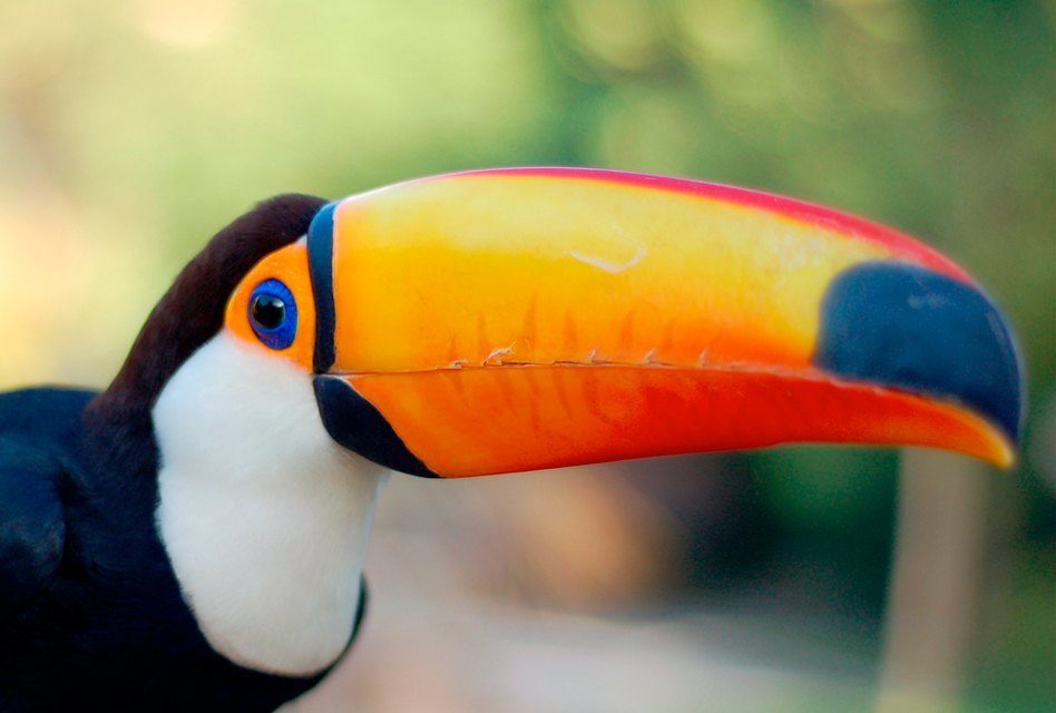 Origem da palavra "Bico" • HR Idiomas