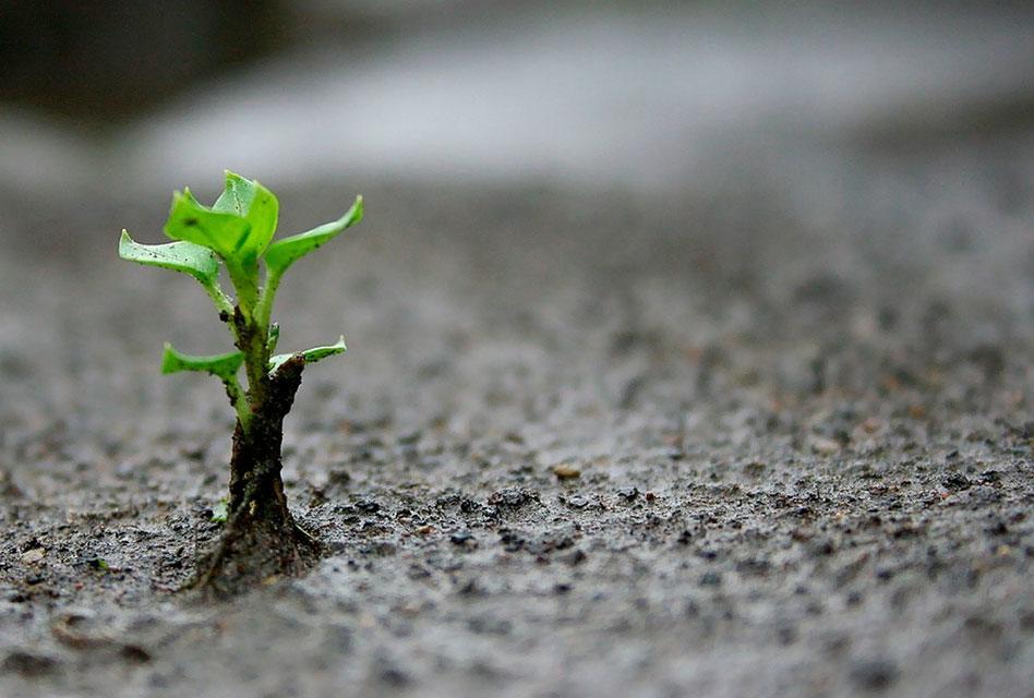 Origem da palavra "Brotar" • HR Idiomas